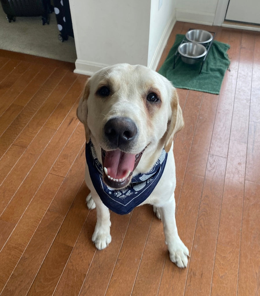 Personalized Pet Portrait & Name – Allana's Custom Creations